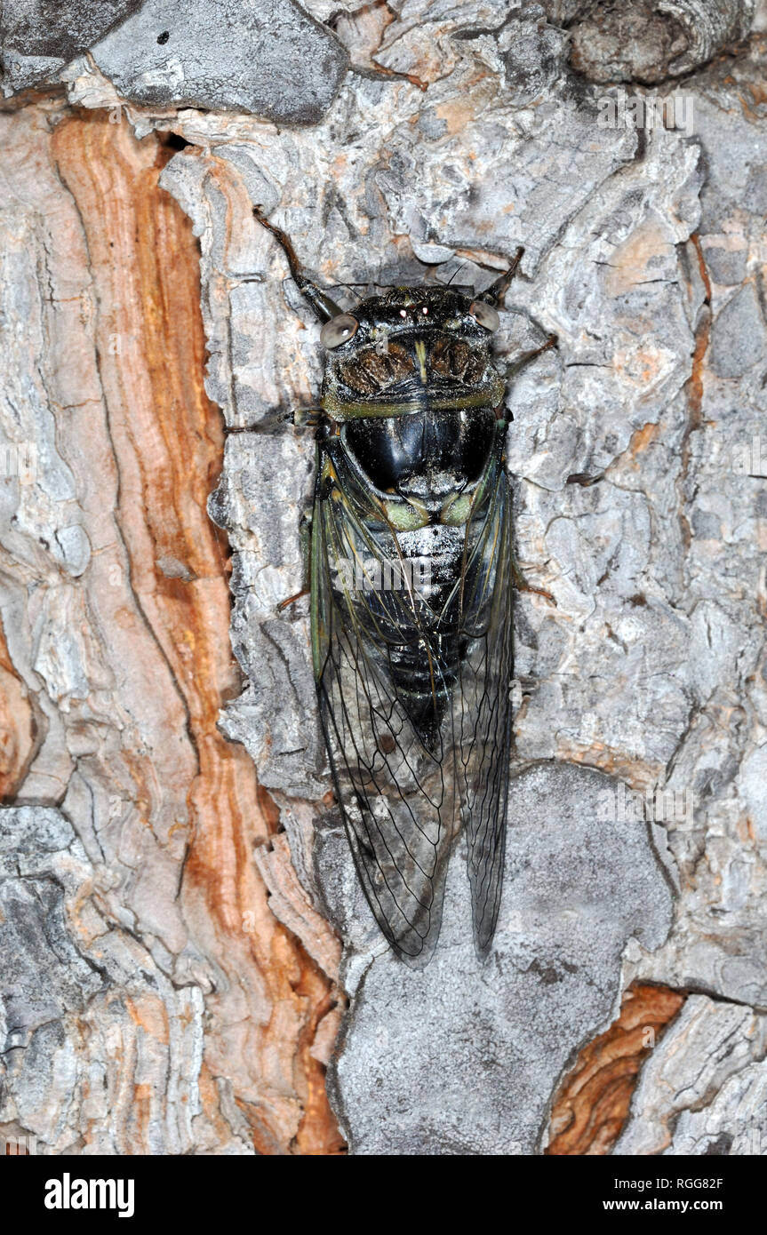 European Black Cicada, Tibicen plebejus, on Bark of Pine Tree Stock ...