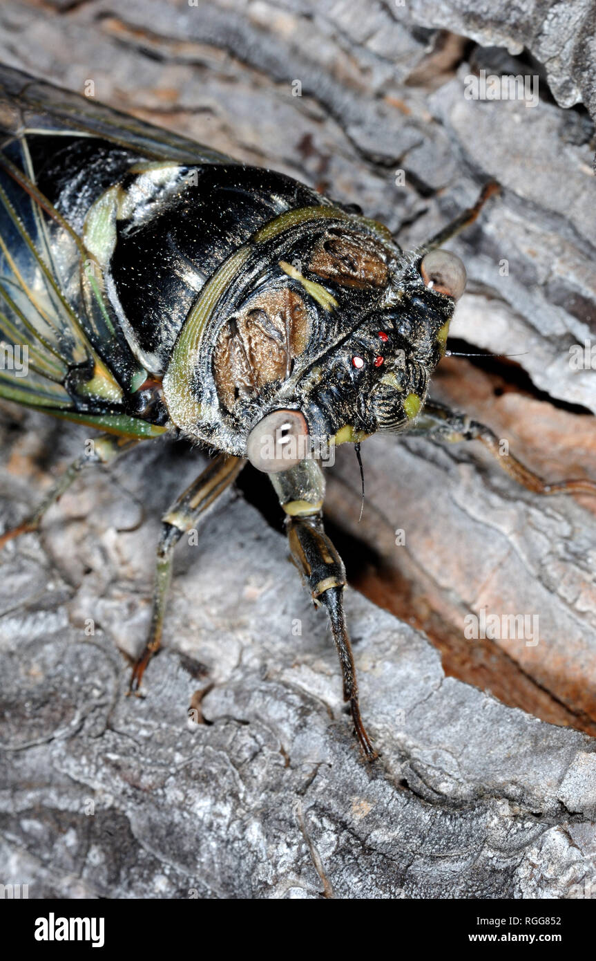 Cicada close up hi-res stock photography and images - Alamy