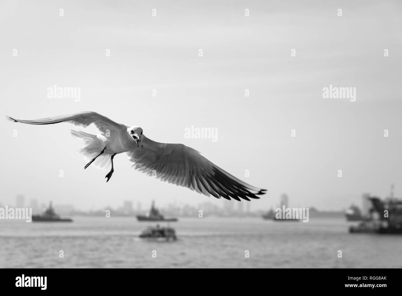 Elephanta wildlife hi-res stock photography and images - Alamy
