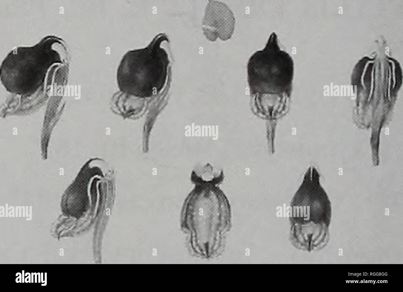 Genoplesium hi-res stock photography and images - Alamy