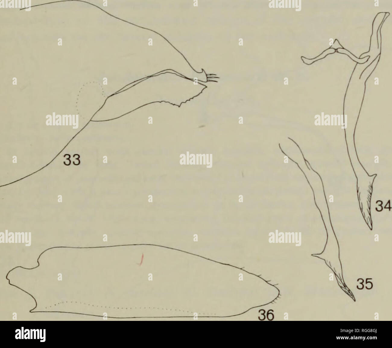 Gonopore hi-res stock photography and images - Alamy