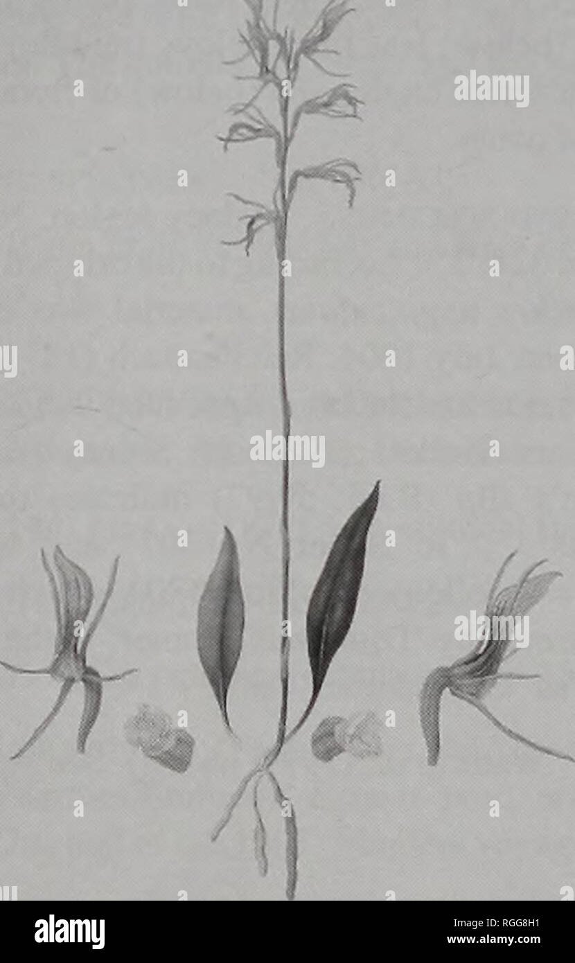 . Bulletin of the British Museum (Natural History), Botany. CATALOGUE ...