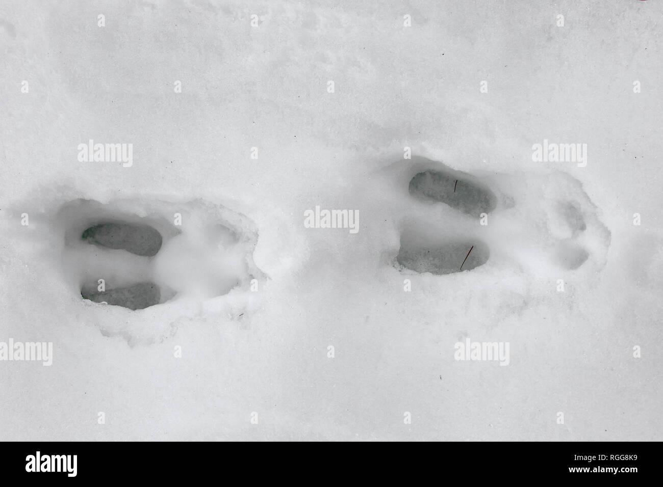 Chamois (Rupicapra rupicapra) close up of footprints in the snow in ...