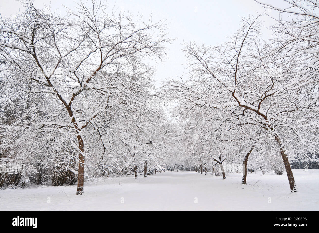 Dublin winter gardens hi-res stock photography and images - Alamy