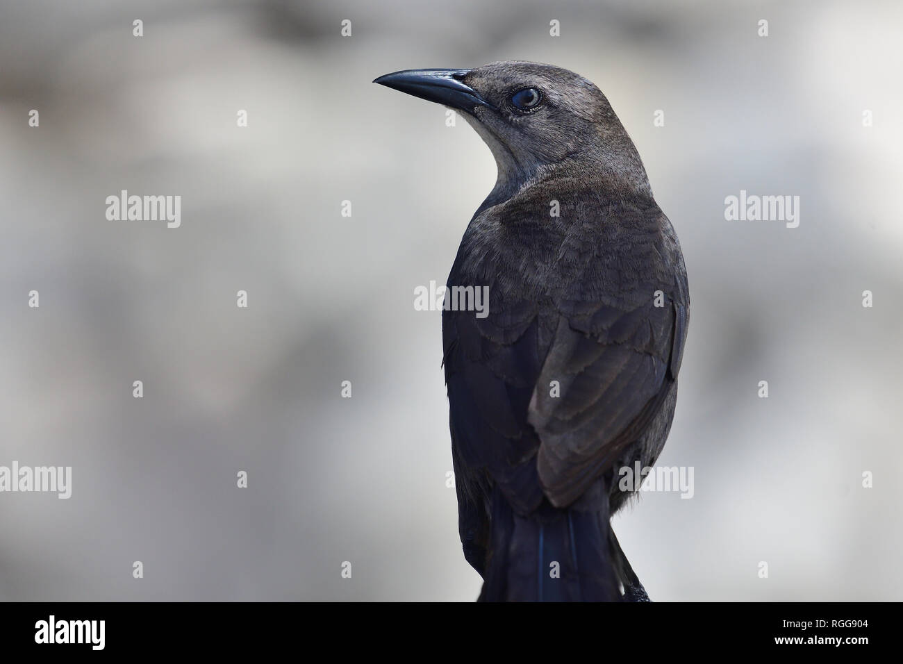 Grackle bird image hi-res stock photography and images - Alamy