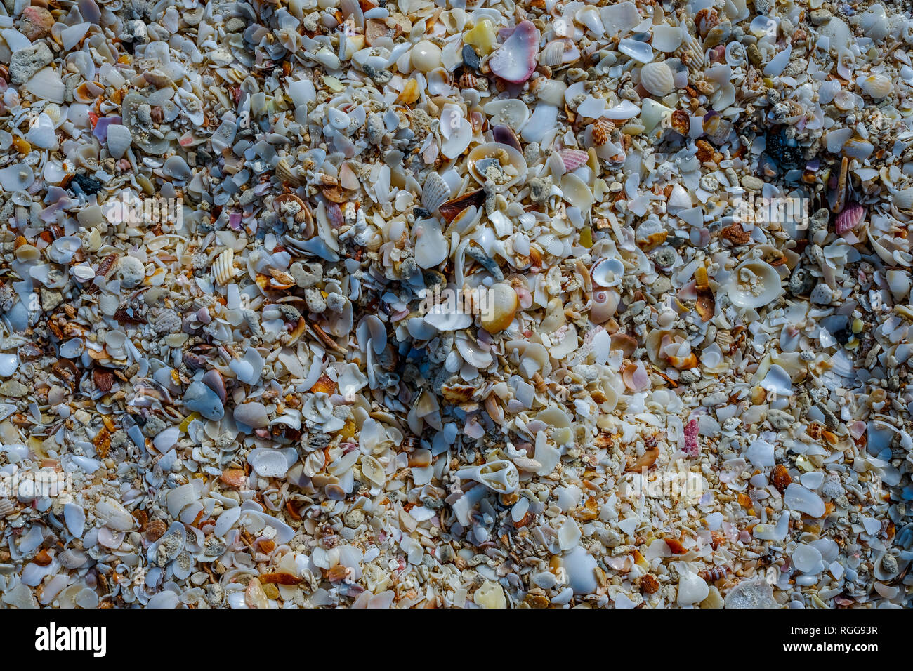 Broken sea shells hi-res stock photography and images - Alamy