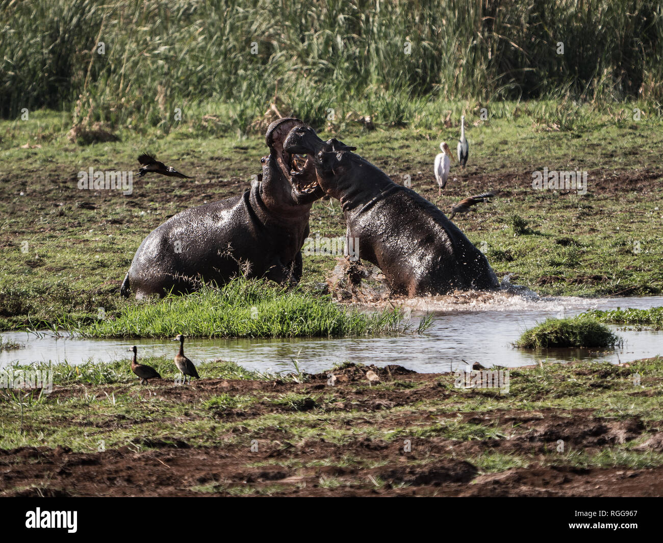 Turf fight hi-res stock photography and images - Alamy
