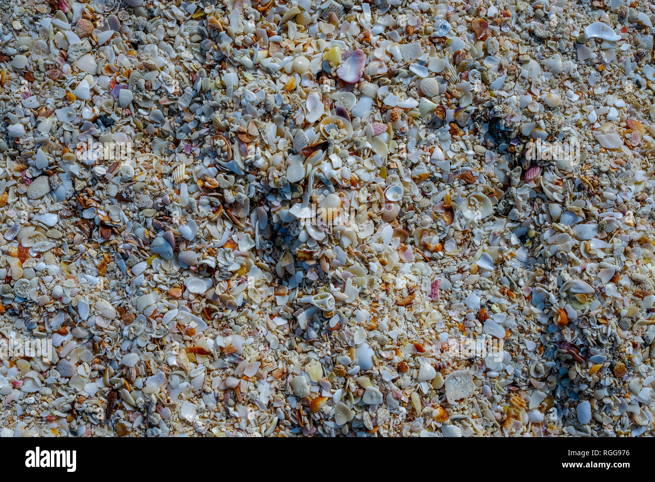 Detail shot broken seashells on the beach Stock Photo - Alamy