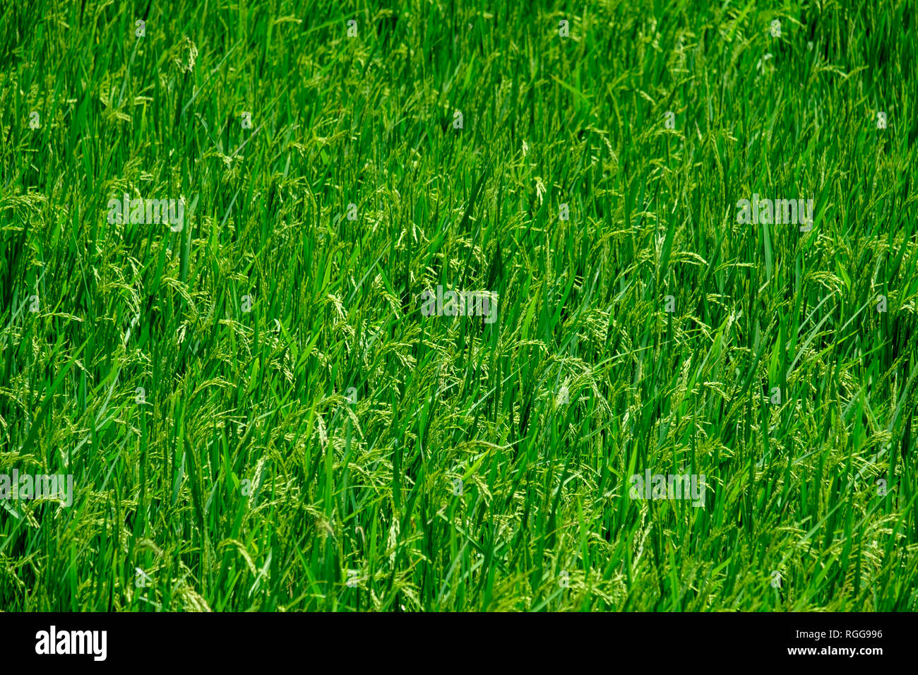 Wallpaper of paddy field hi-res stock photography and images - Alamy