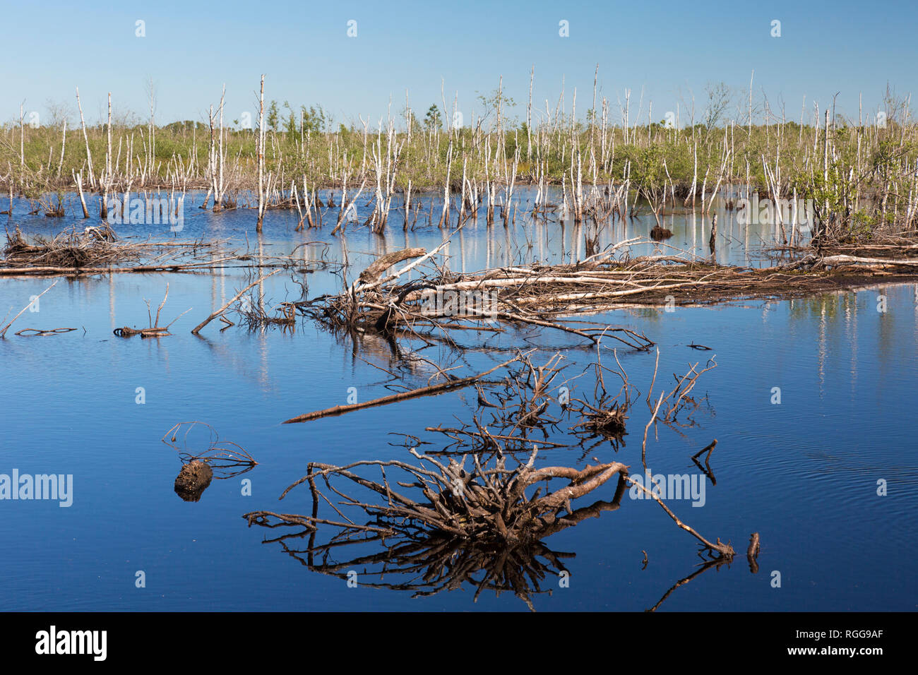 Dead birch trees in lake in nature reserve Totes Moor / Toten Moor ...