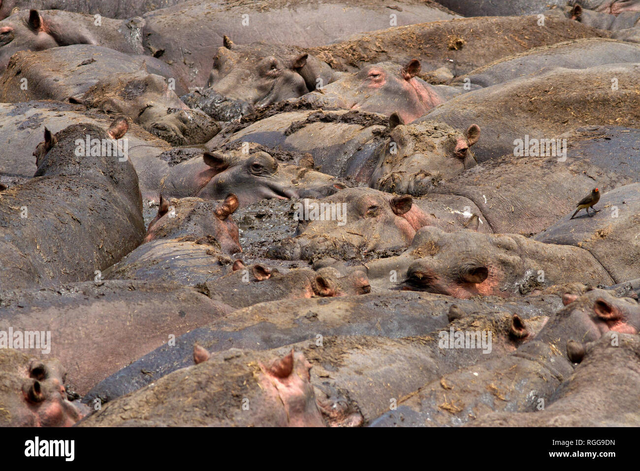 Hippo skin close hi-res stock photography and images - Alamy