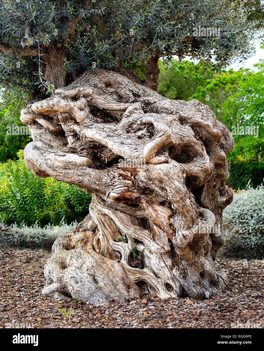 Old olive tree trunk, roots and branches, background Stock Photo - Alamy
