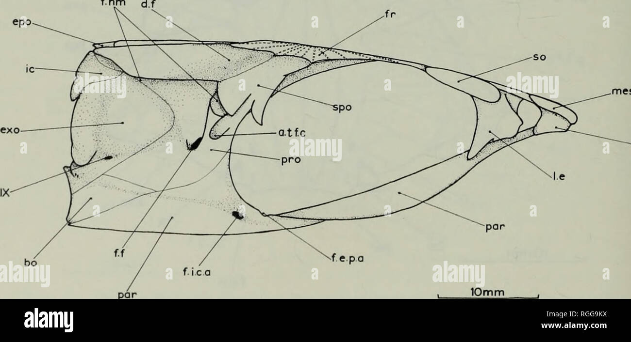 . Bulletin of the British Museum (Natural History) Geology Supplement ...