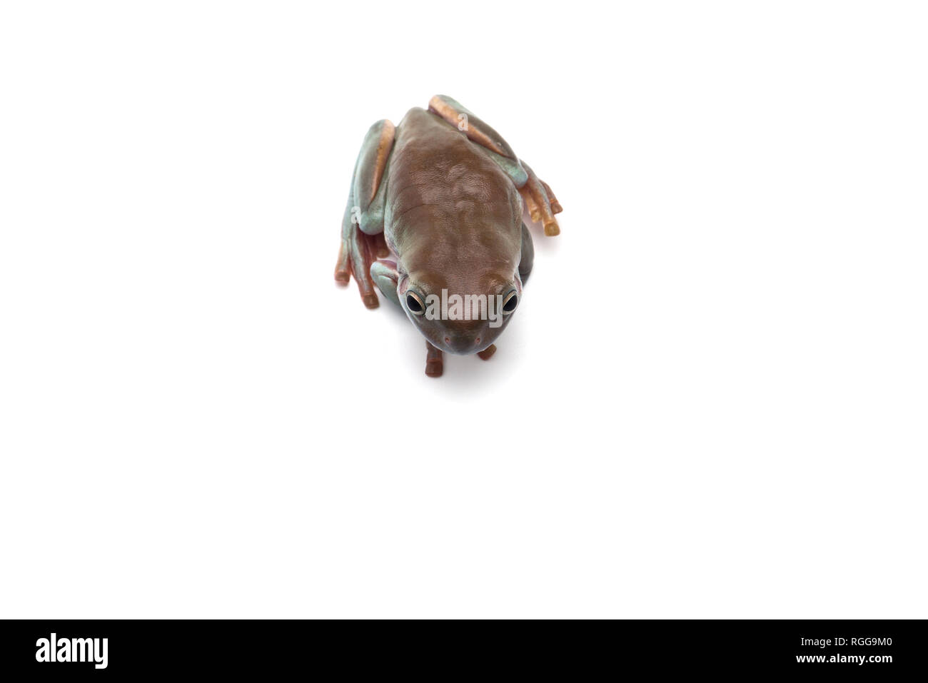 blue Giant flying frog isolated on white background Stock Photo - Alamy