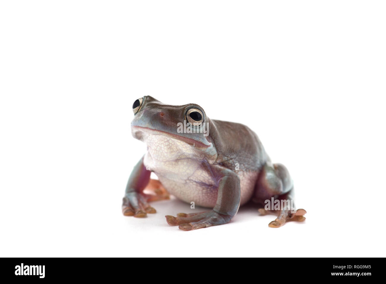 blue Giant flying frog isolated on white background Stock Photo - Alamy