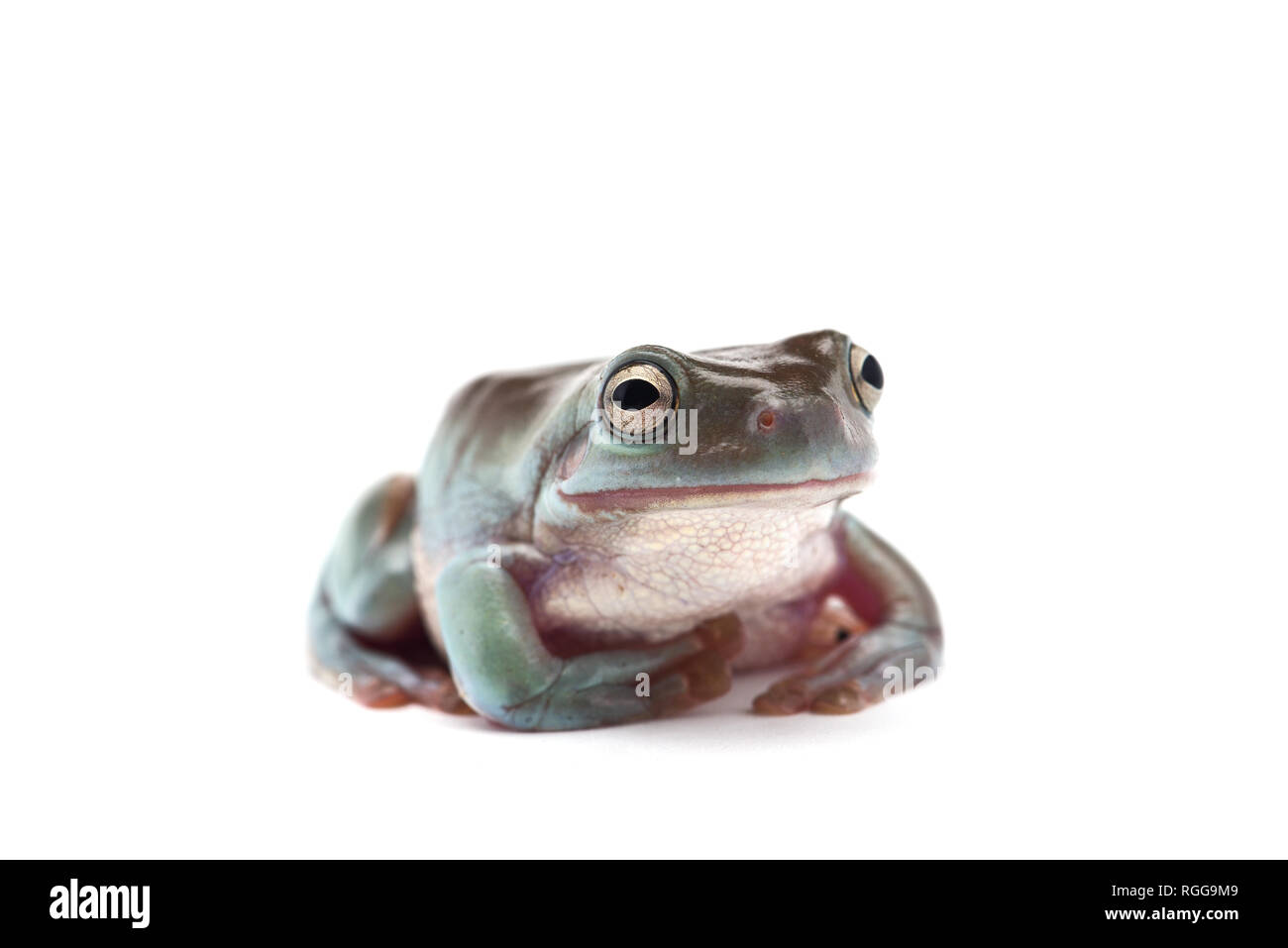 blue Giant flying frog isolated on white background Stock Photo - Alamy
