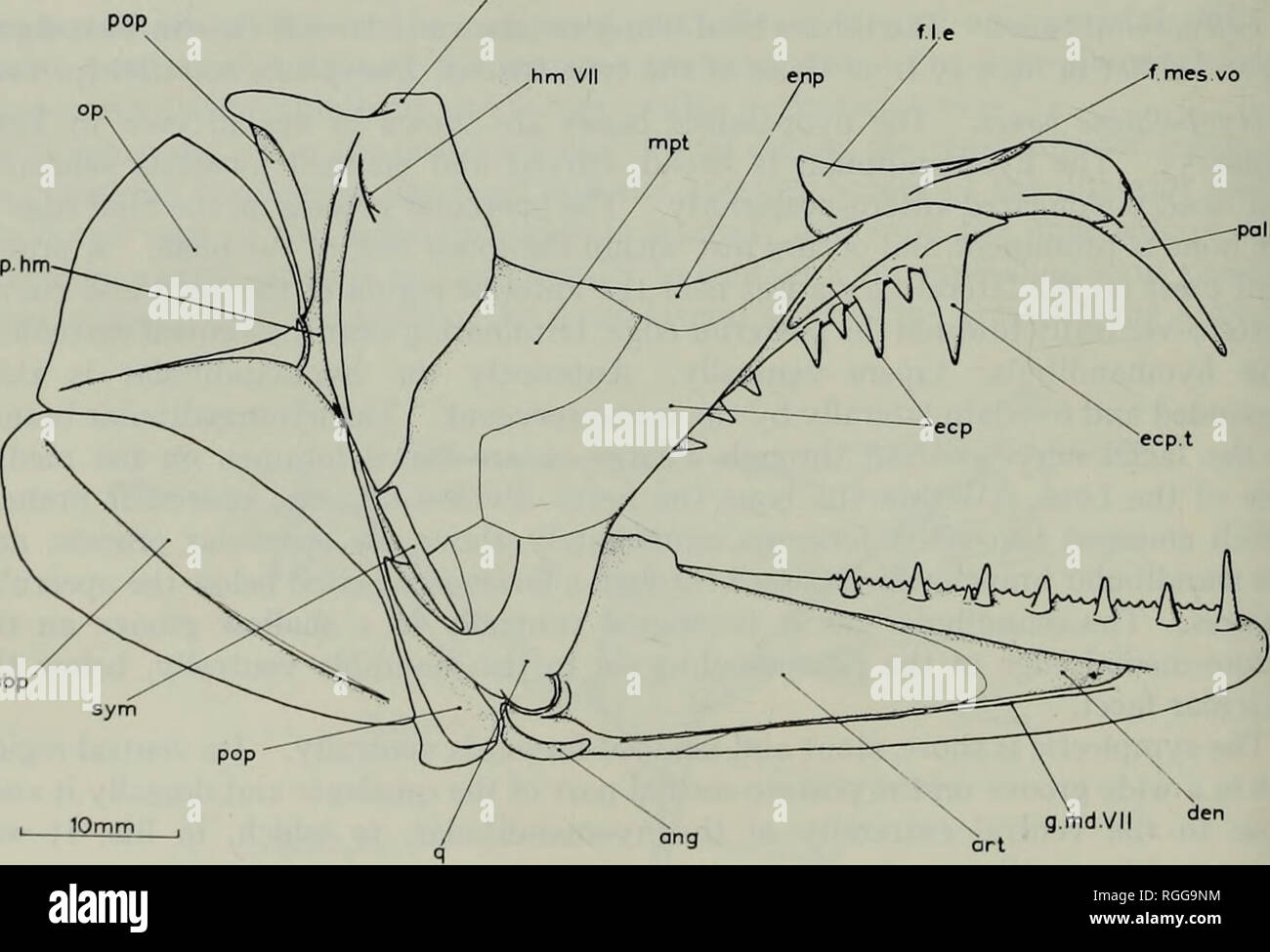 . Bulletin of the British Museum (Natural History) Geology Supplement ...