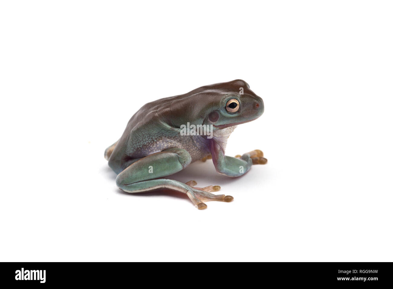 blue Giant flying frog isolated on white background Stock Photo - Alamy