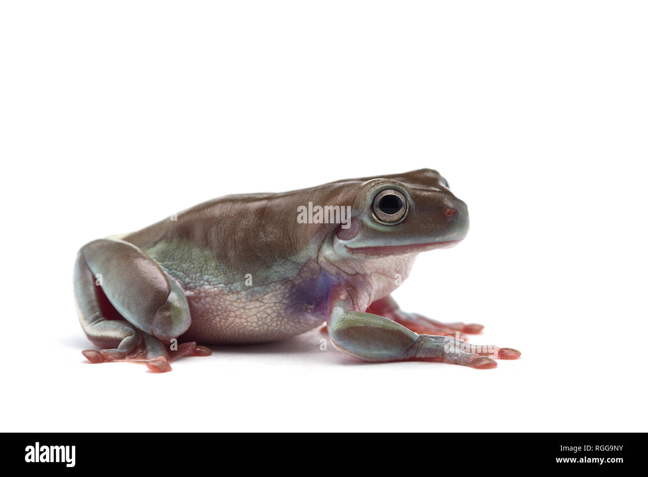 blue Giant flying frog isolated on white background Stock Photo - Alamy