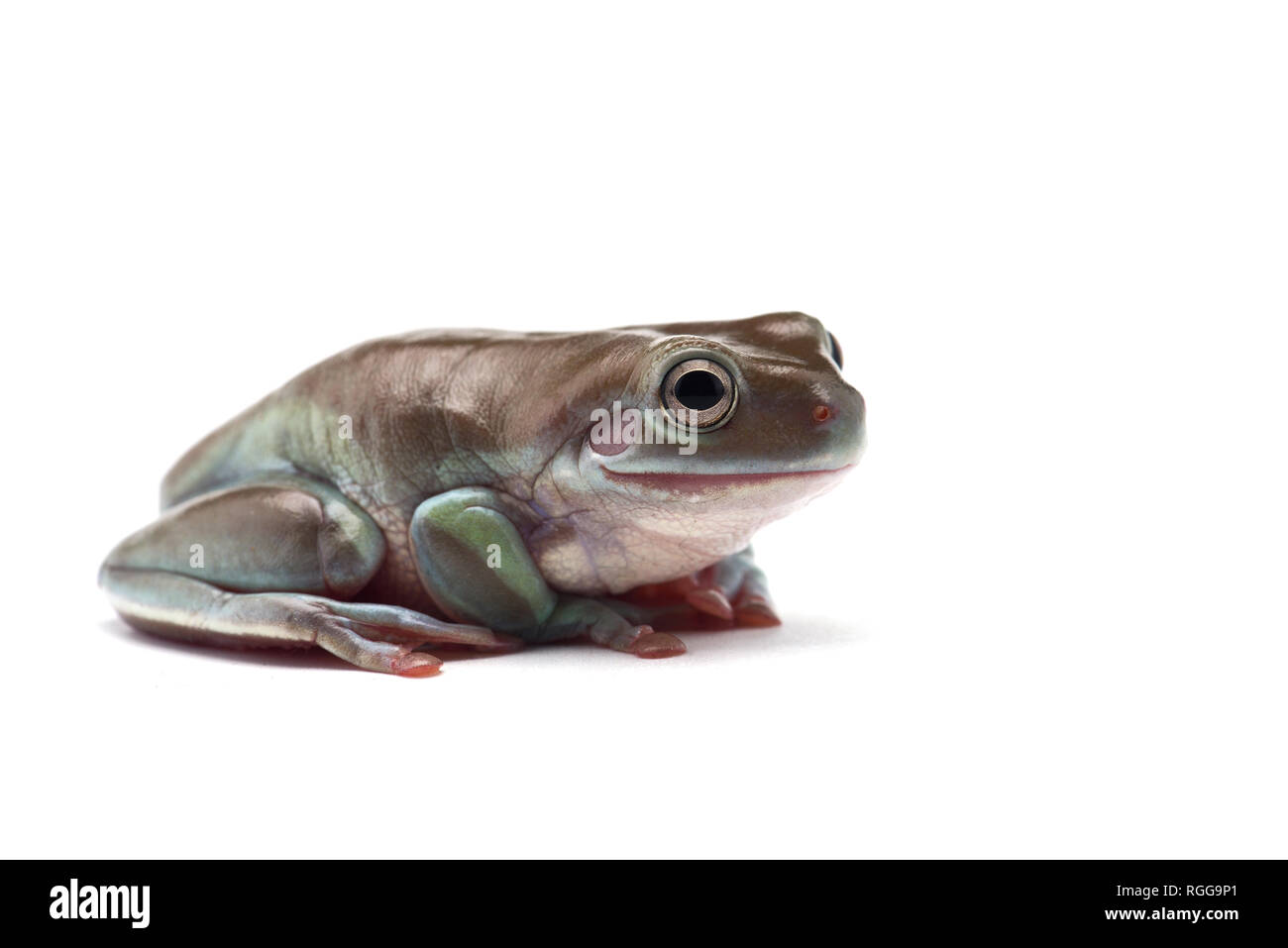 blue Giant flying frog isolated on white background Stock Photo - Alamy