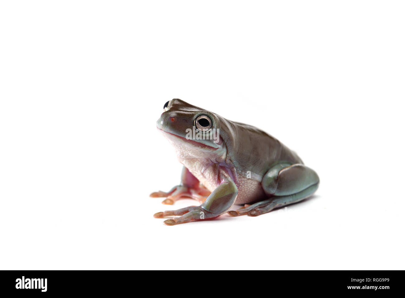 blue Giant flying frog isolated on white background Stock Photo - Alamy