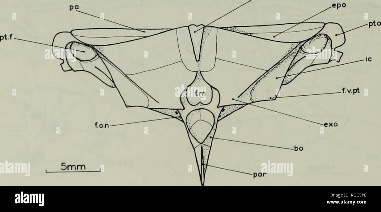 . Bulletin of the British Museum (Natural History) Geology Supplement ...