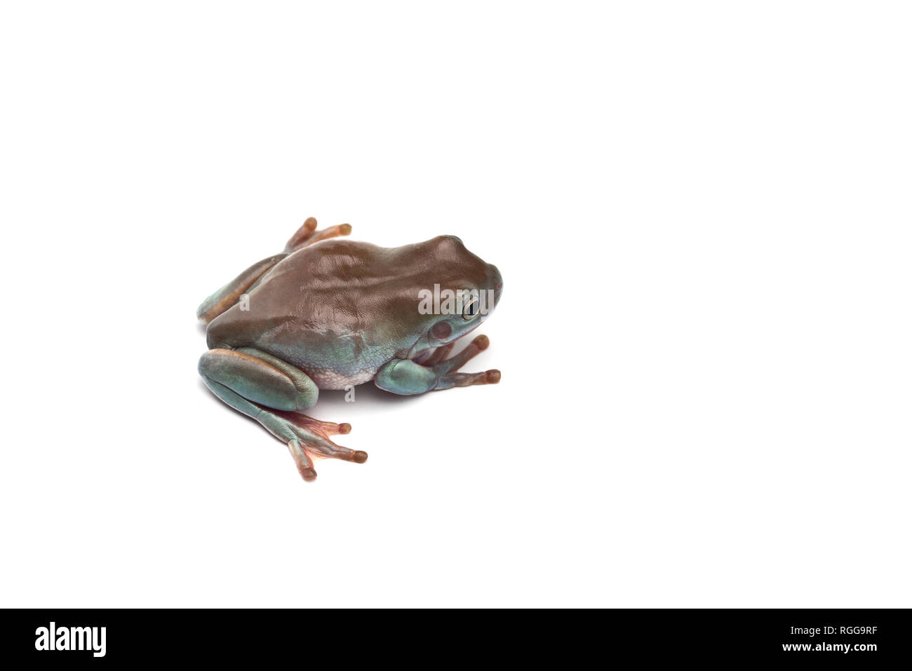 blue Giant flying frog isolated on white background Stock Photo - Alamy