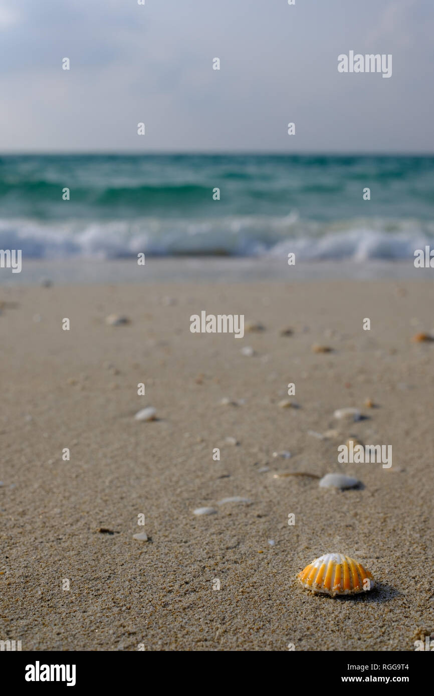 Seashell red hi-res stock photography and images - Alamy