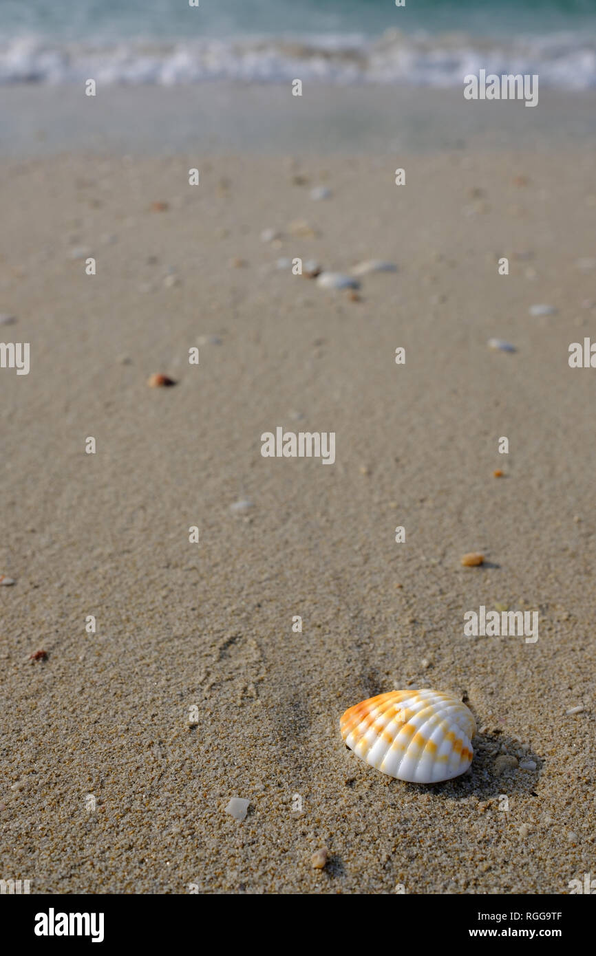 Seashell at beach hi-res stock photography and images - Alamy