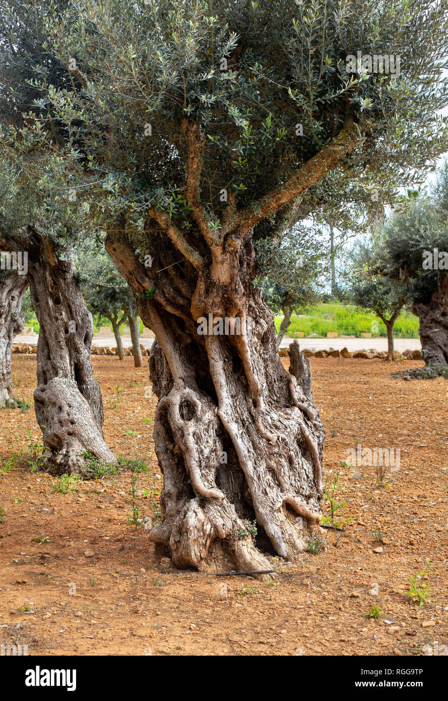 Old olive tree trunk, roots and branches Stock Photo - Alamy