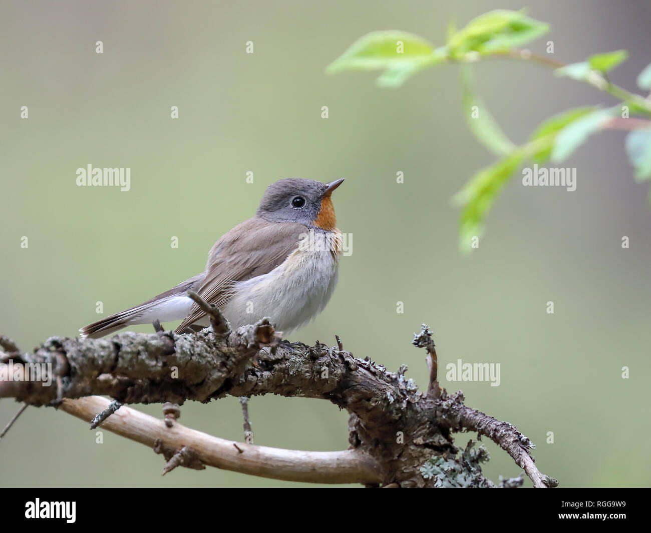 Red breasted flycatcher hi-res stock photography and images - Alamy