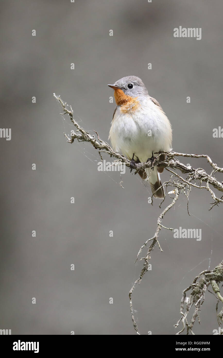 Red breasted flycatcher hi-res stock photography and images - Alamy