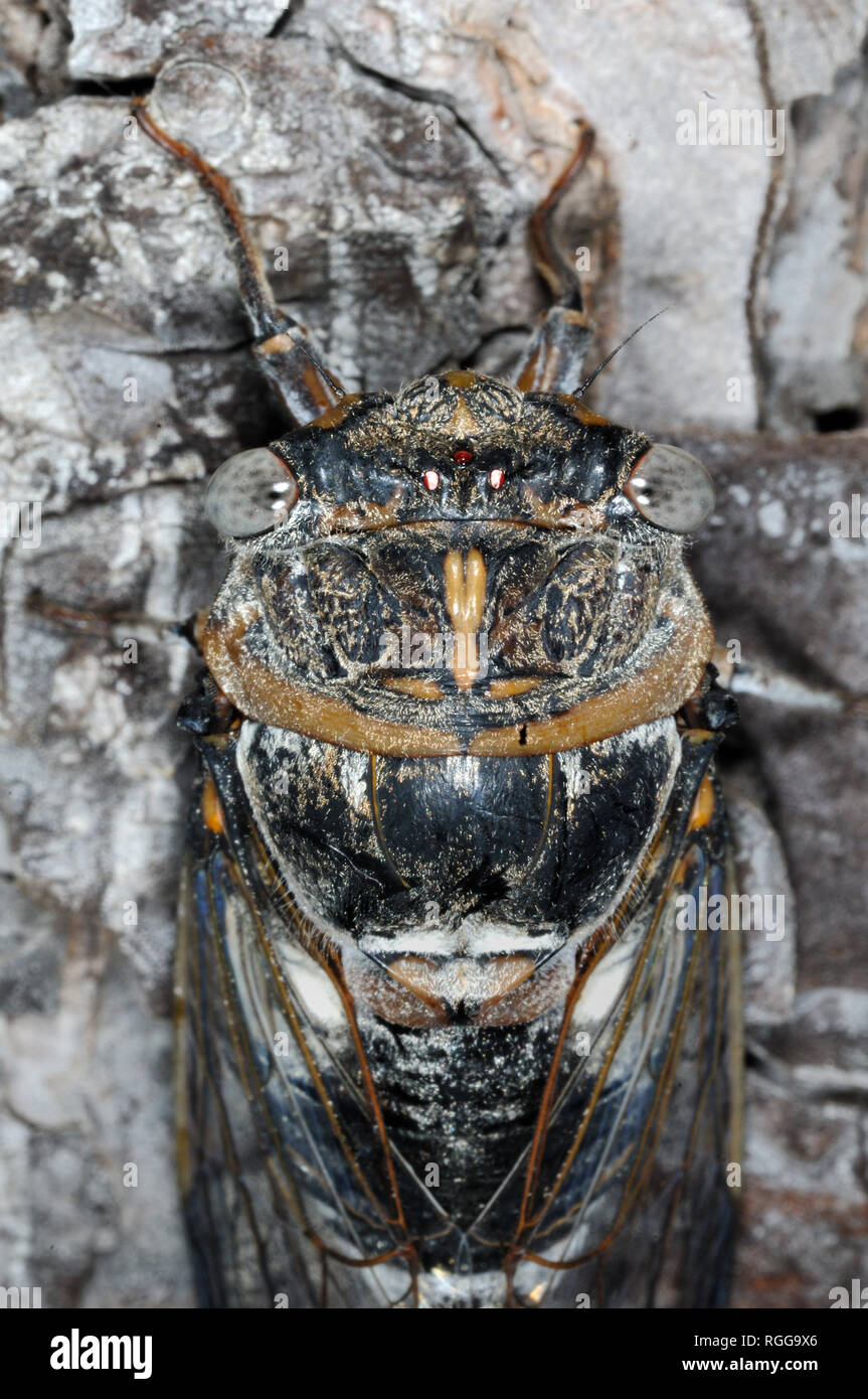 Cicada close up hi-res stock photography and images - Alamy