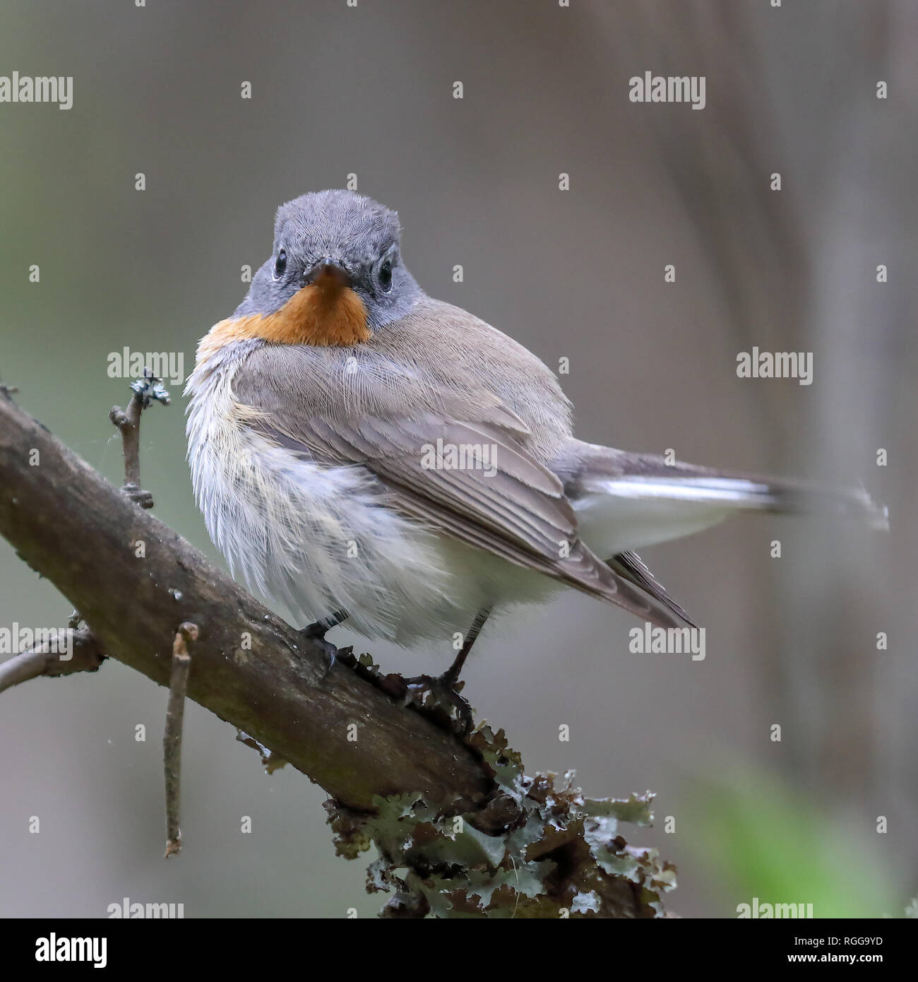 Red breasted flycatcher hi-res stock photography and images - Alamy