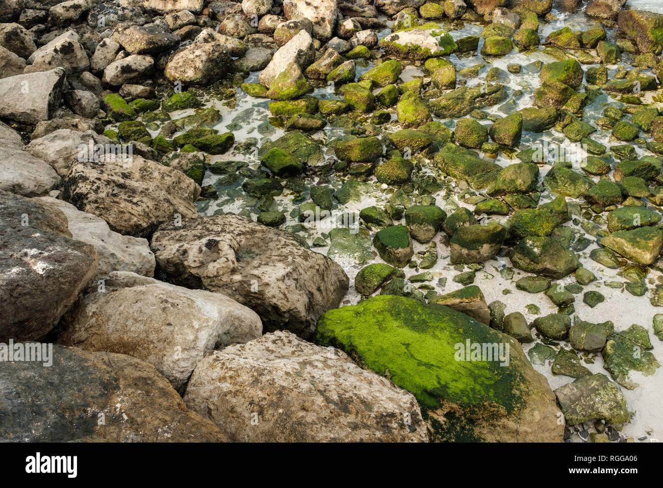 Green Algae rocks at Al Hamriyah Sharjah Beach, UAE Stock Photo - Alamy