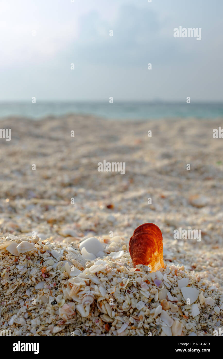 Seashell red hi-res stock photography and images - Alamy