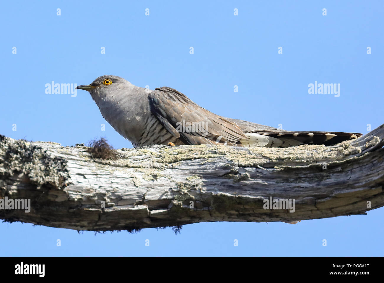 Cuckoo wings hi-res stock photography and images - Alamy