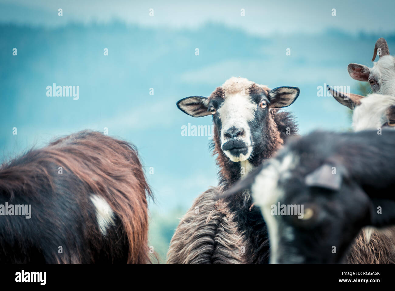 portrait of domestic goat in herd, Carpathian mountains in Ukraine ...