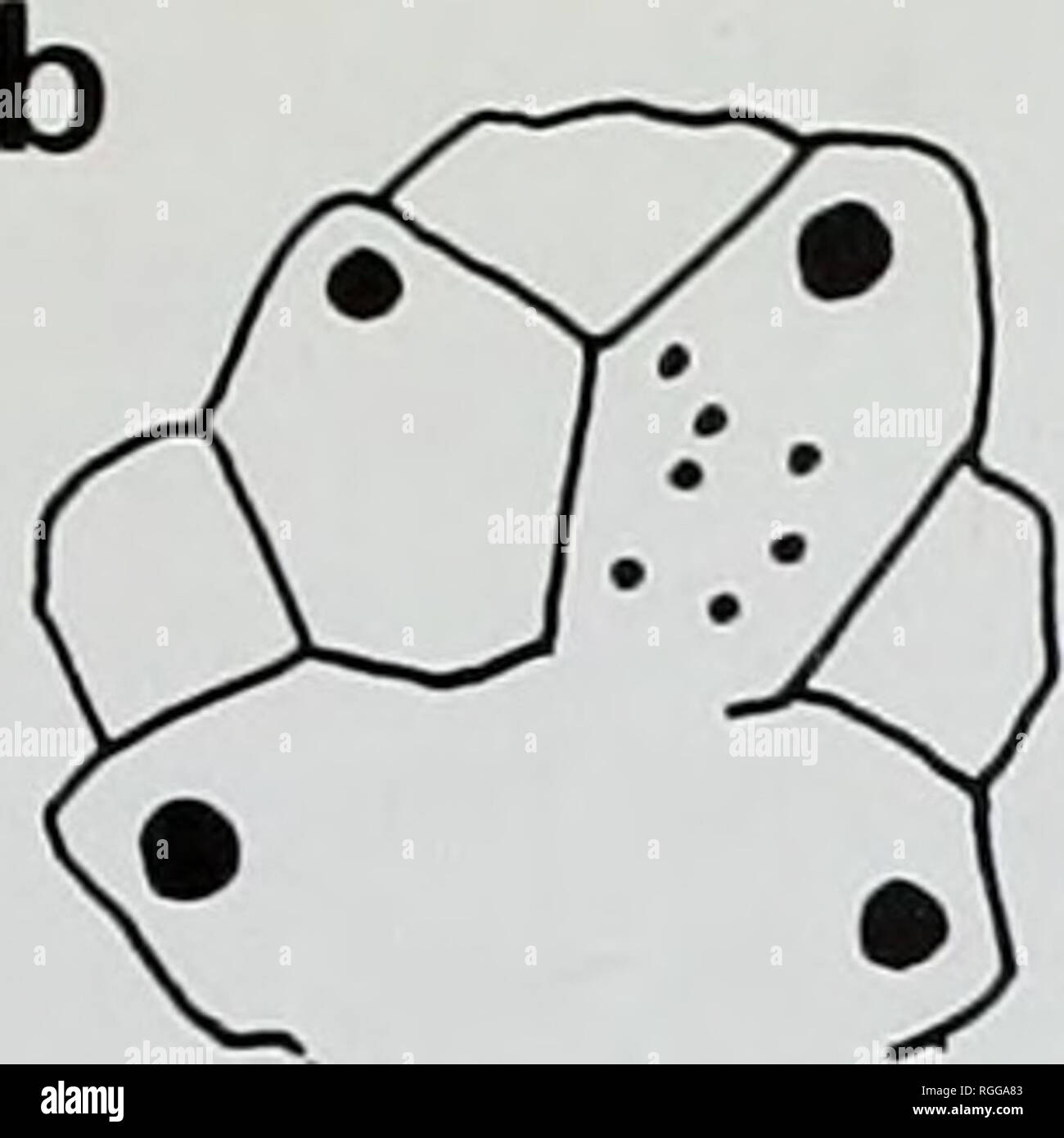 . Bulletin of the British Museum (Natural History), Geology. . 1 mm Fig ...