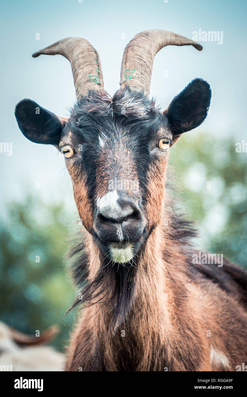 portrait of domestic goat in herd, Carpathian mountains in Ukraine ...