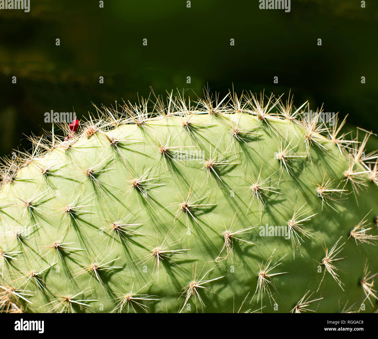 Closeup of spines on cactus, background cactus with spines Stock Photo ...