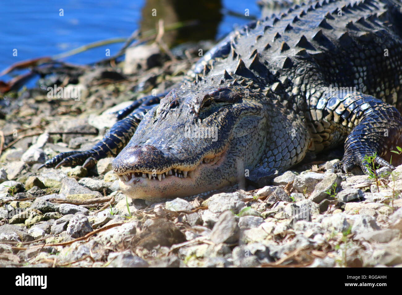 Gator hi-res stock photography and images - Alamy