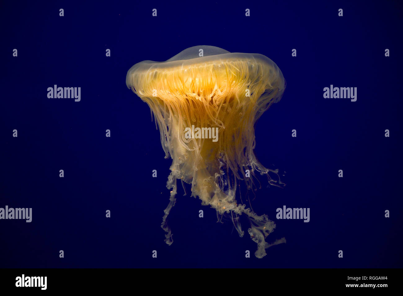 Like a large bird egg cracked and poured into the water, that three ...