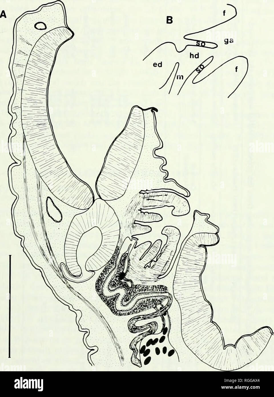 Pre testicular hi-res stock photography and images - Alamy