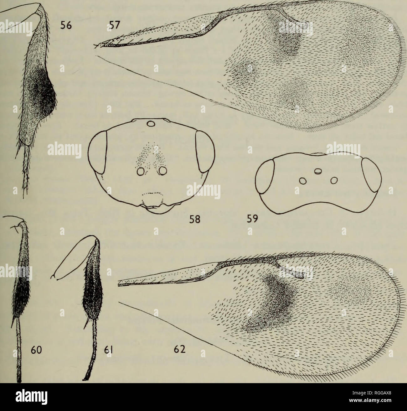 . Bulletin of the British Museum (Natural History) Entomology. EUROPEAN ...