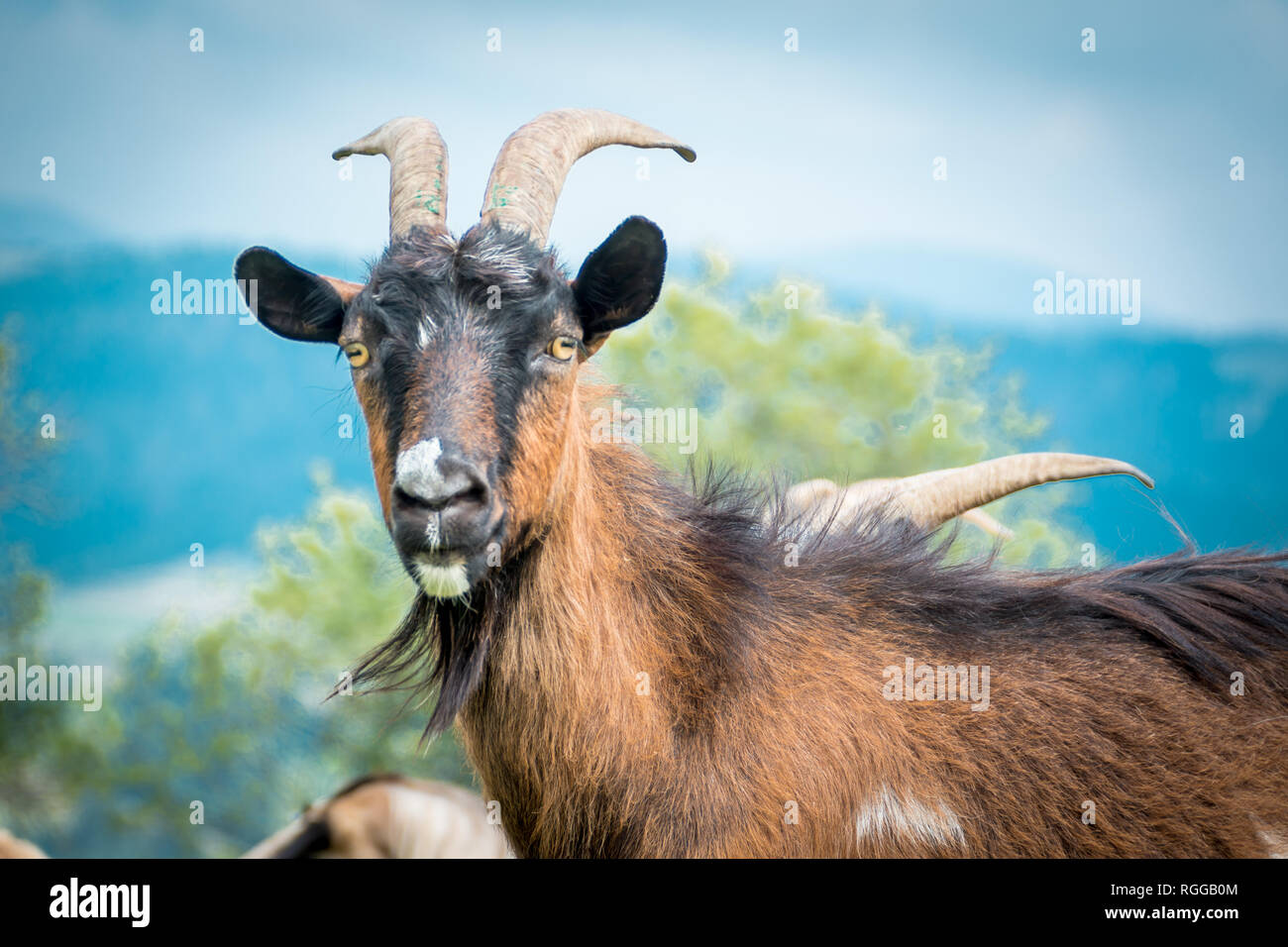 portrait of domestic goat in herd, Carpathian mountains in Ukraine ...