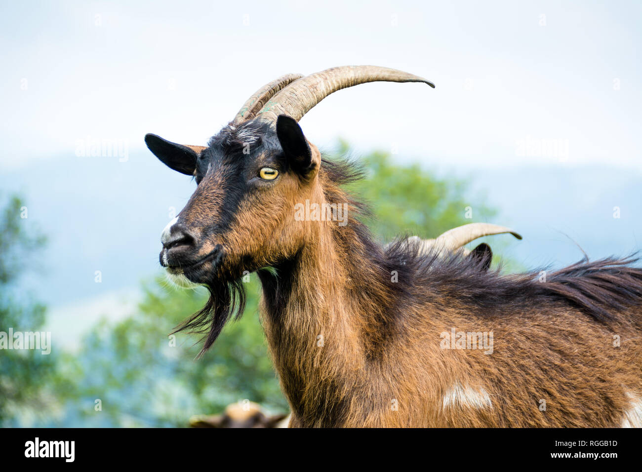 Carpathian Goat Orange Goat Stand Supported On The Stables Stock Image