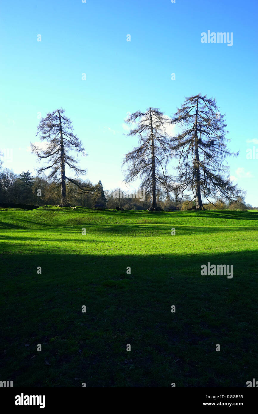 St albans tree hi-res stock photography and images - Alamy