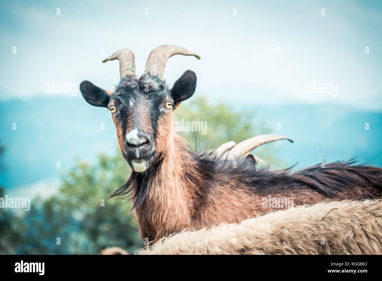 portrait of domestic goat in herd, Carpathian mountains in Ukraine ...