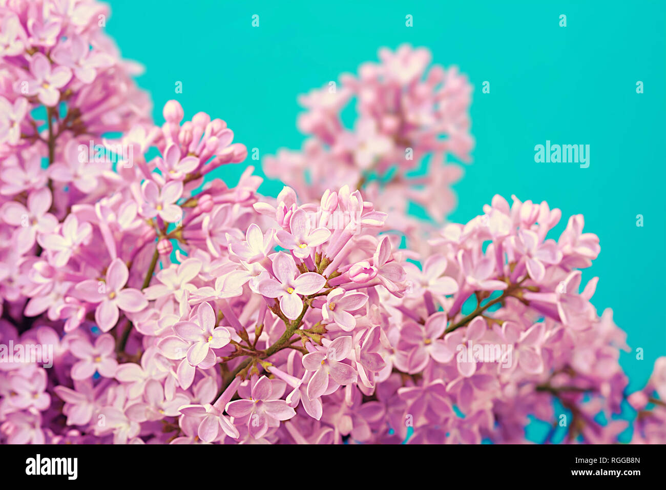 Syringa vulgaris, lilac flowers background in pastel colors Stock Photo ...